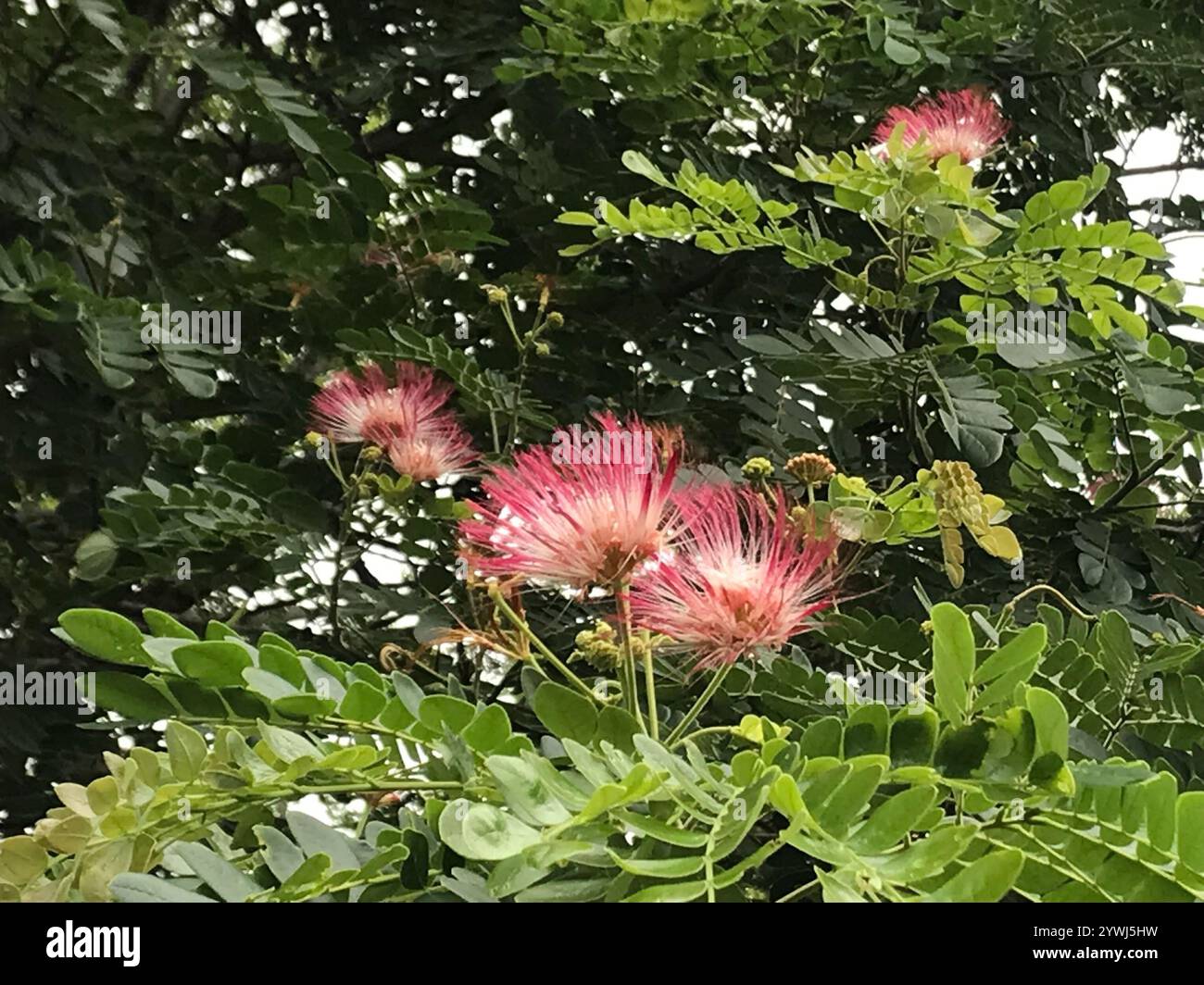 Monkey pod tree (Samanea saman Stock Photo - Alamy