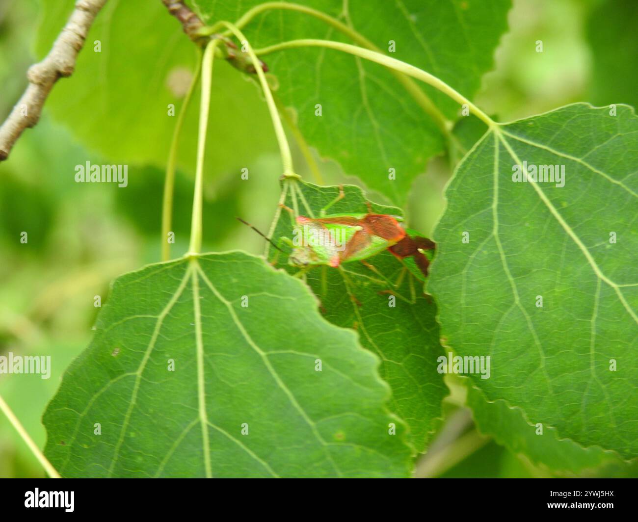 Hawthorn Shield Bug (Acanthosoma haemorrhoidale Stock Photo - Alamy