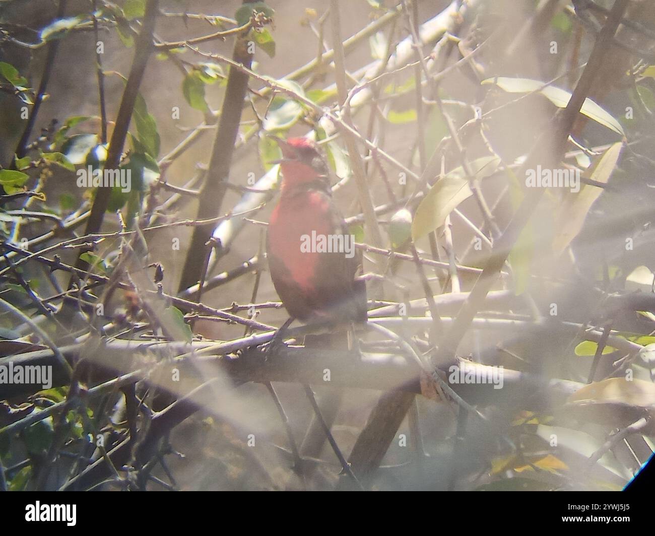 Rhodinocichla rosea hi-res stock photography and images - Alamy