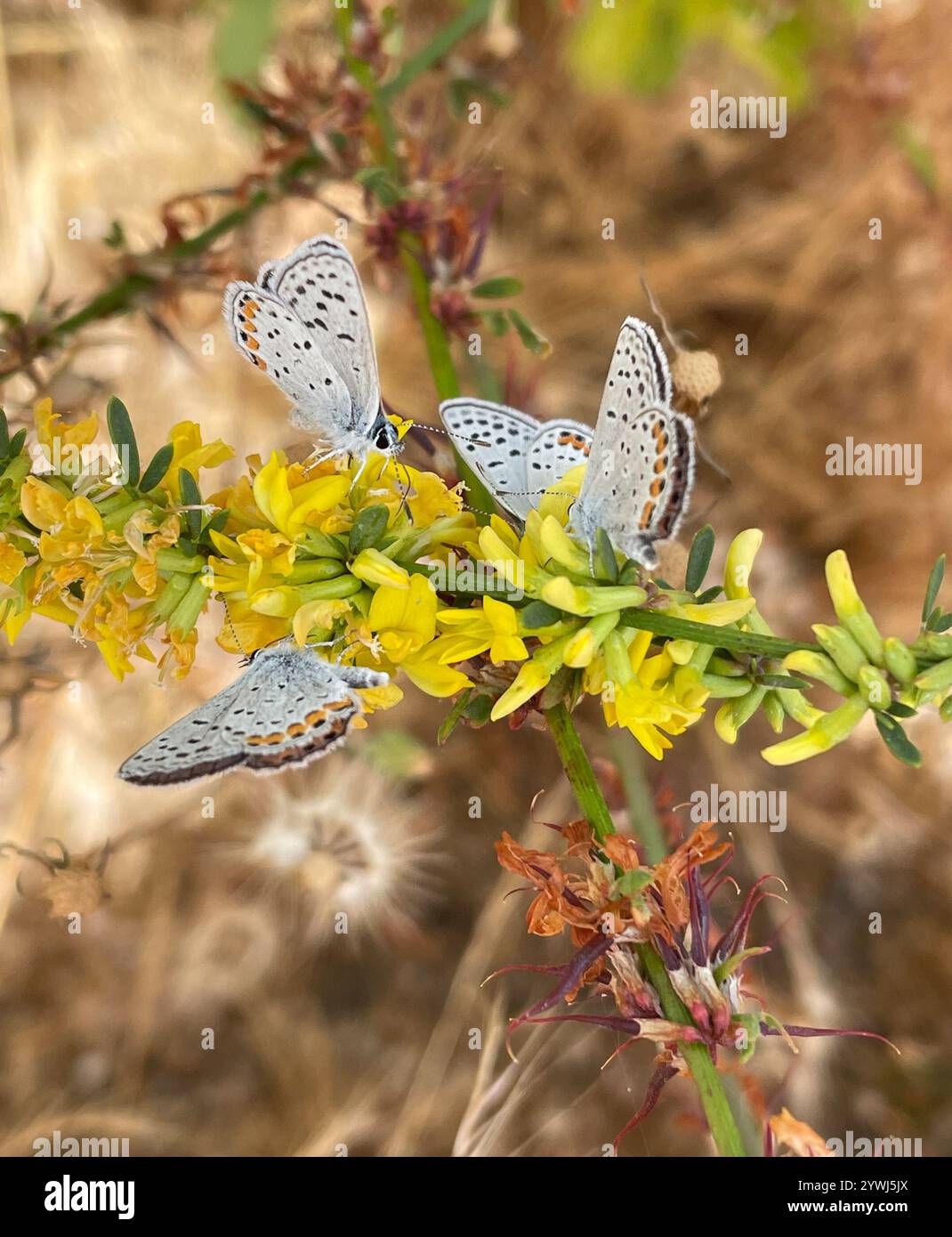 Acmon Blue (Icaricia acmon Stock Photo - Alamy