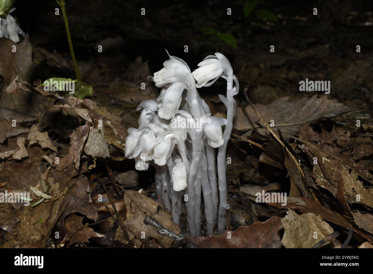 Ghost Pipe (Monotropa uniflora Stock Photo - Alamy