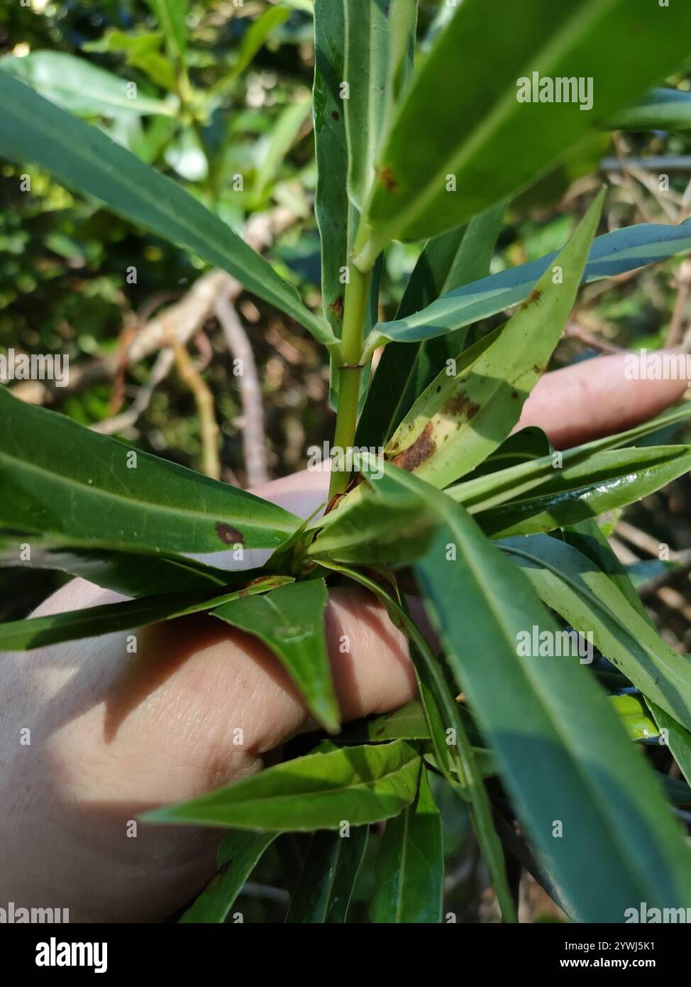 koromiko (Veronica salicifolia Stock Photo - Alamy