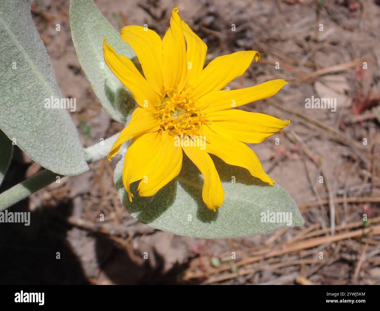 Woolly mules ears hi-res stock photography and images - Alamy