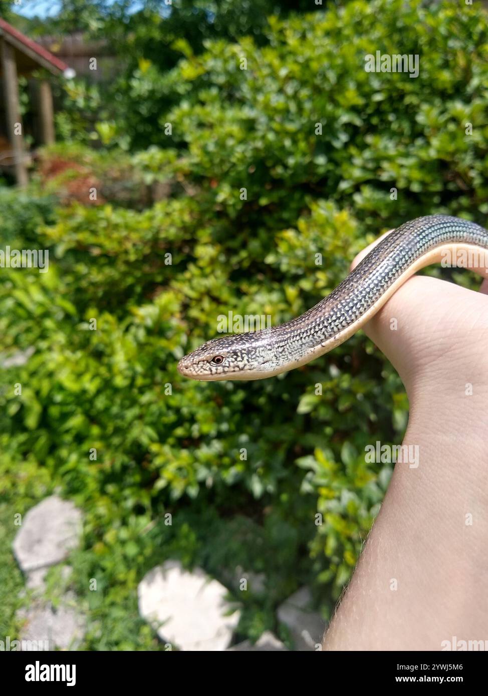 Eastern Glass Lizard (Ophisaurus ventralis Stock Photo - Alamy