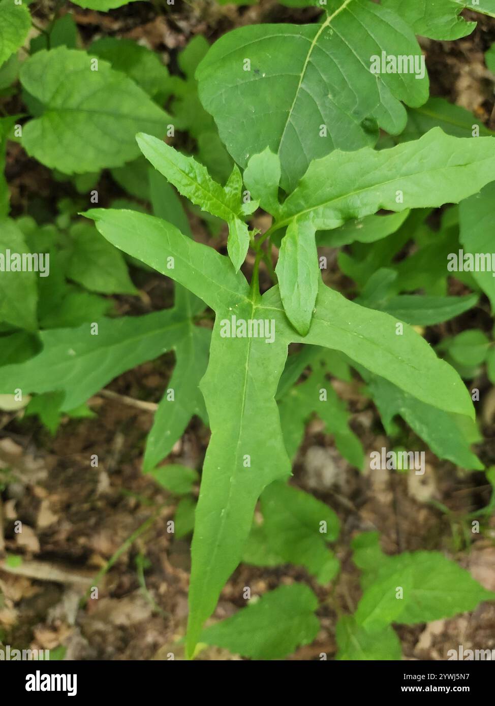 tall rattlesnake root (Nabalus altissimus Stock Photo - Alamy