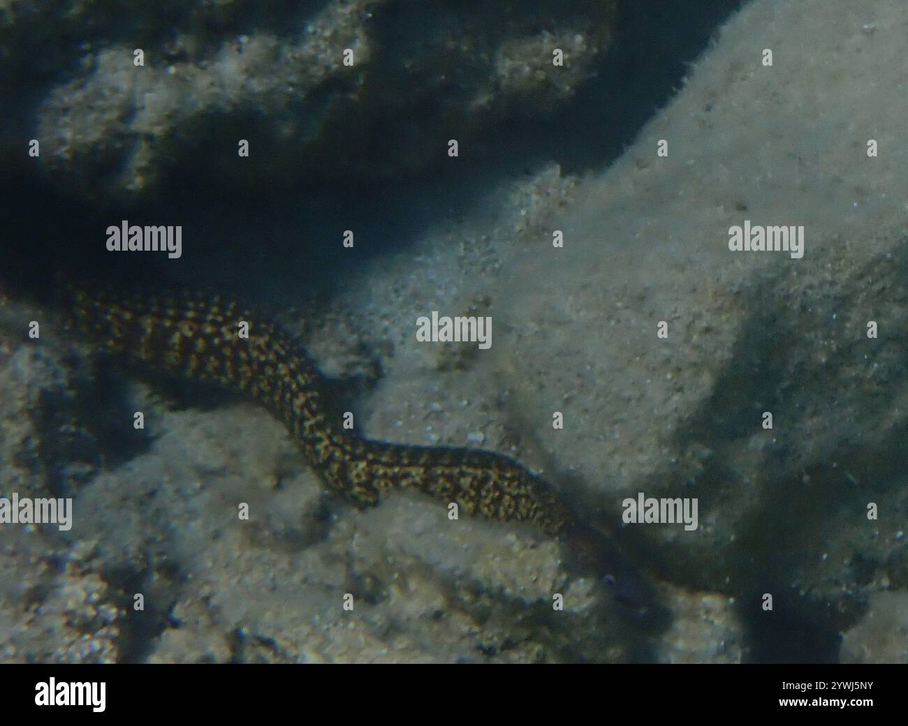 Mediterranean Moray (Muraena helena Stock Photo - Alamy
