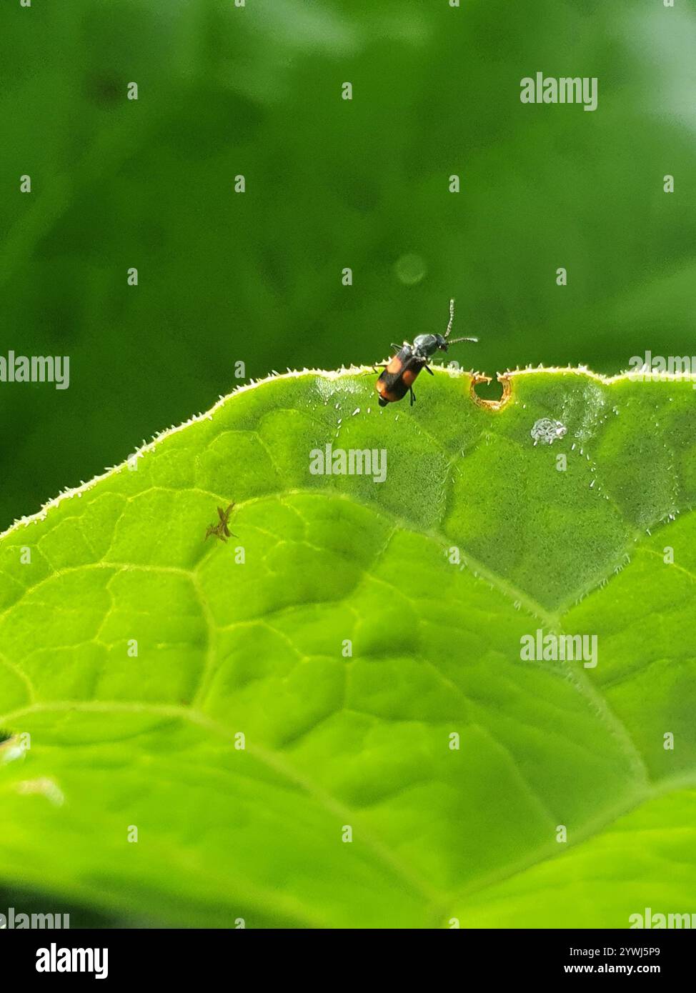 Anthocomus fasciatus hi-res stock photography and images - Alamy