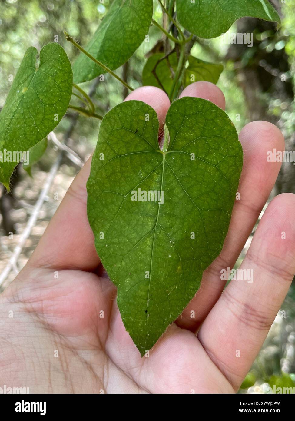 Pearl Milkweed (Matelea reticulata Stock Photo - Alamy