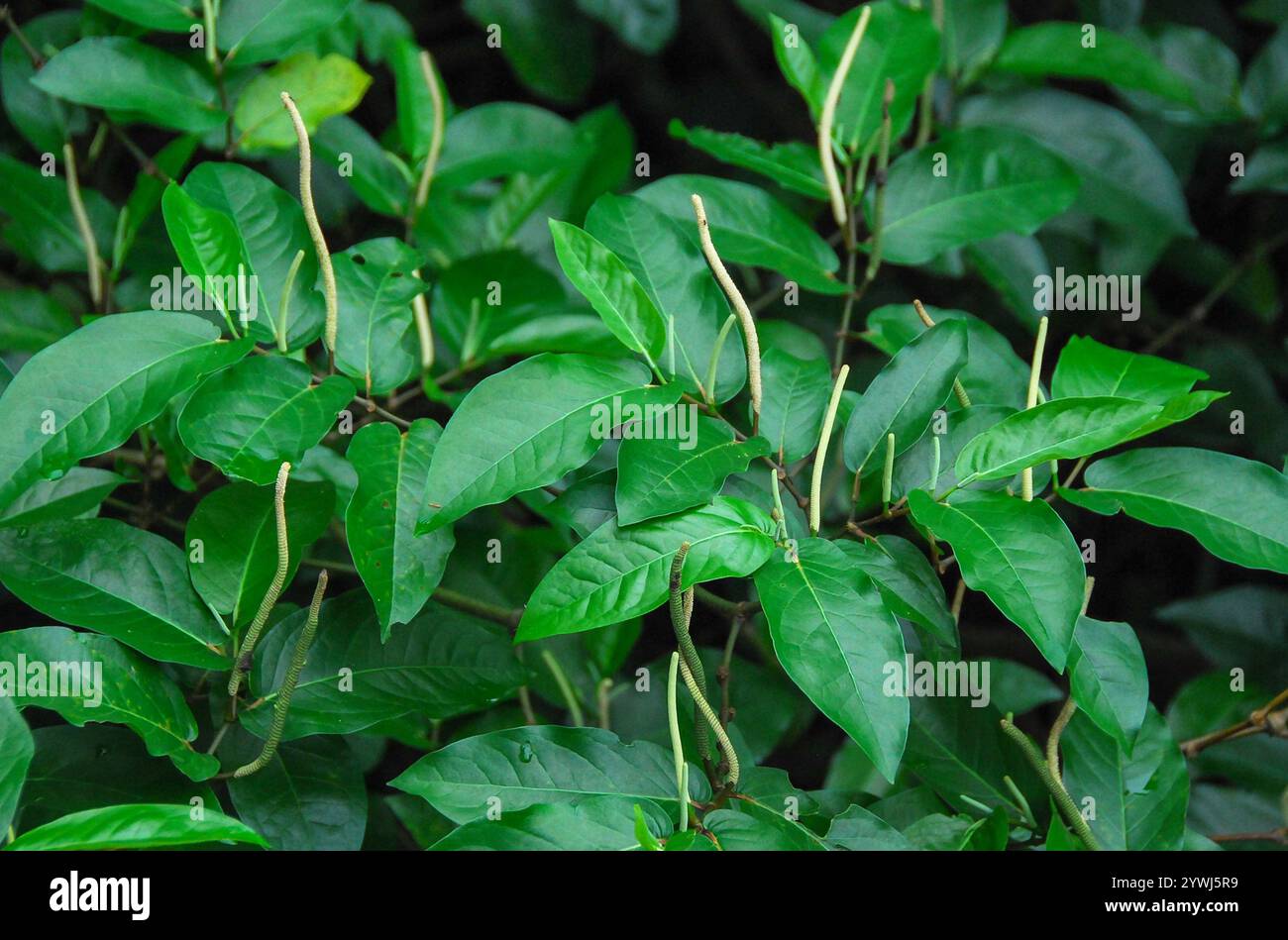 pepper plants (Piper Stock Photo - Alamy