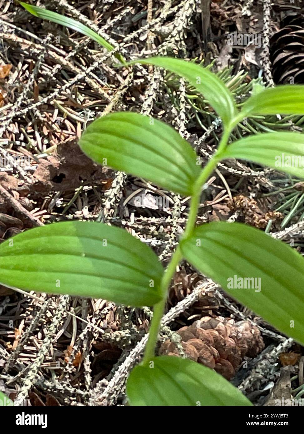 rose twisted-stalk (Streptopus lanceolatus Stock Photo - Alamy