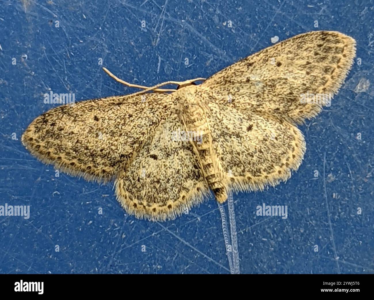 Small Dusty Wave (Idaea seriata Stock Photo - Alamy