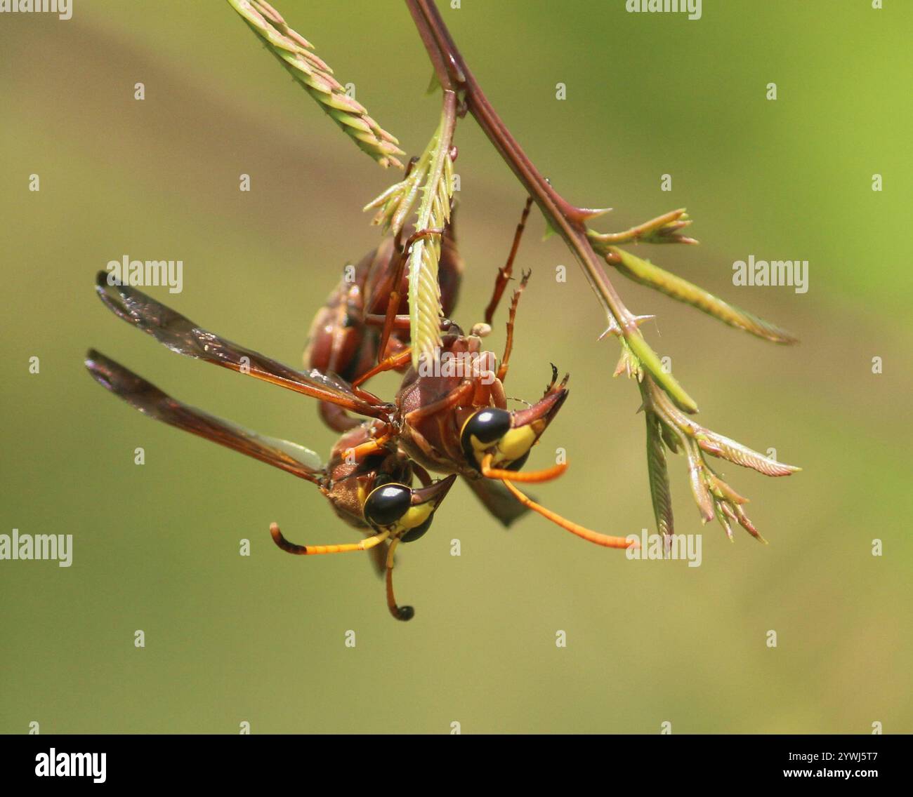 Conoideum hi-res stock photography and images - Alamy