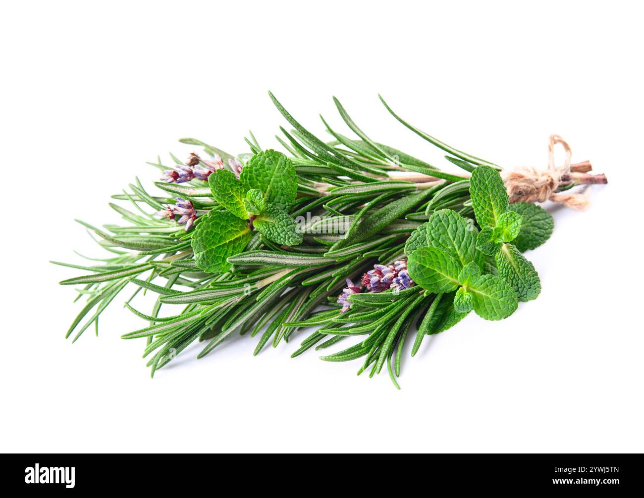 Rosemary herbs fragrant on white backgrounds. Healthy food ingredient ...