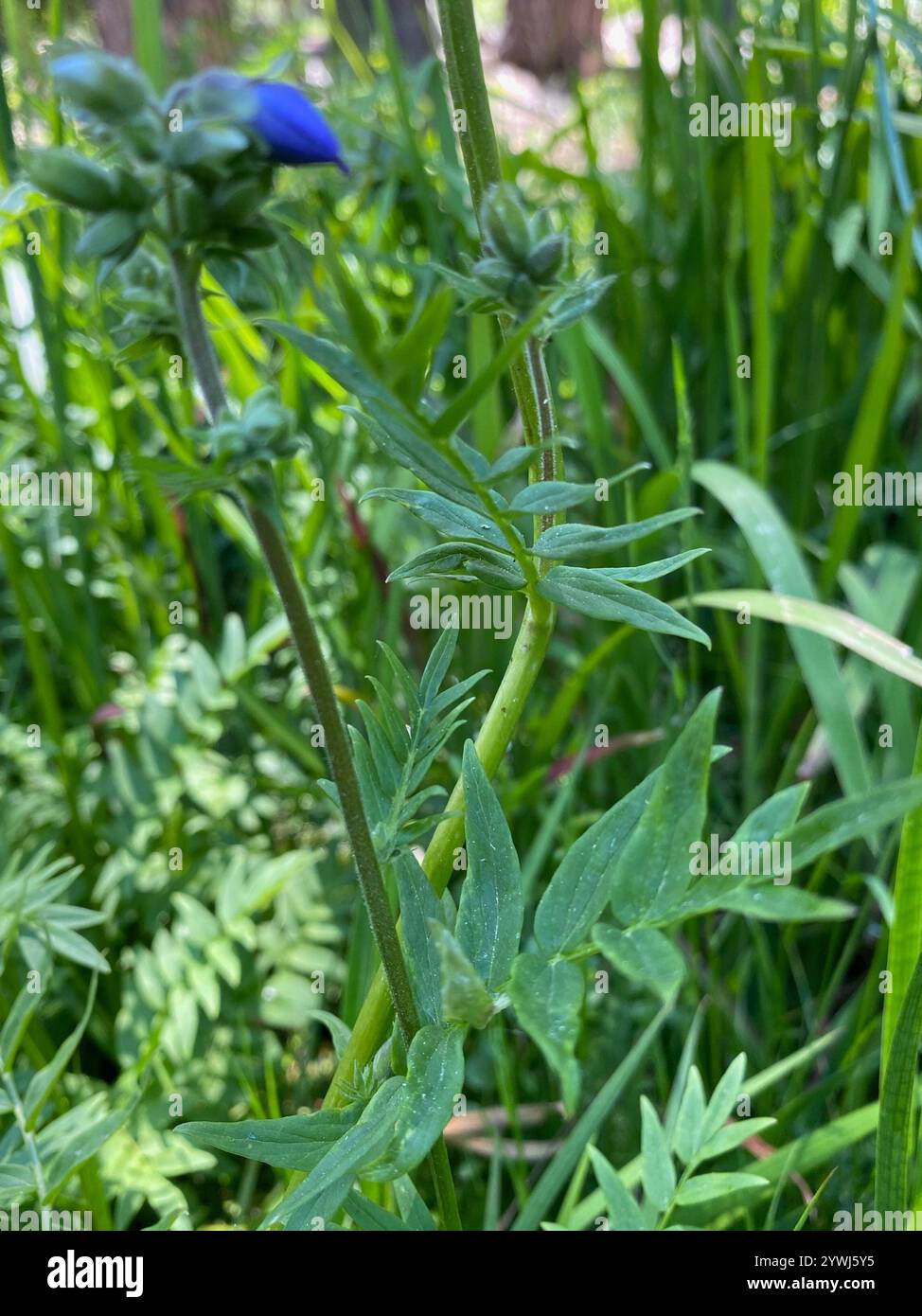 western Jacob's ladder (Polemonium occidentale Stock Photo - Alamy
