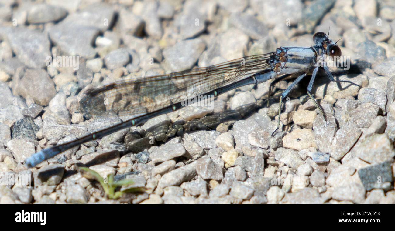 Powdered Dancer (Argia moesta Stock Photo - Alamy