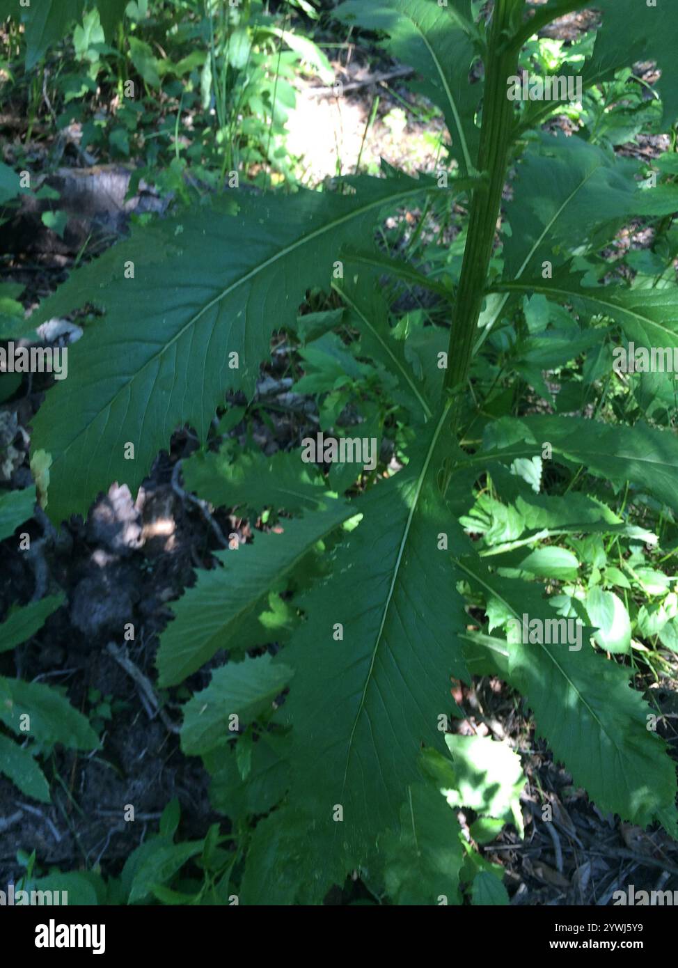 American burnweed (Erechtites hieraciifolius Stock Photo - Alamy