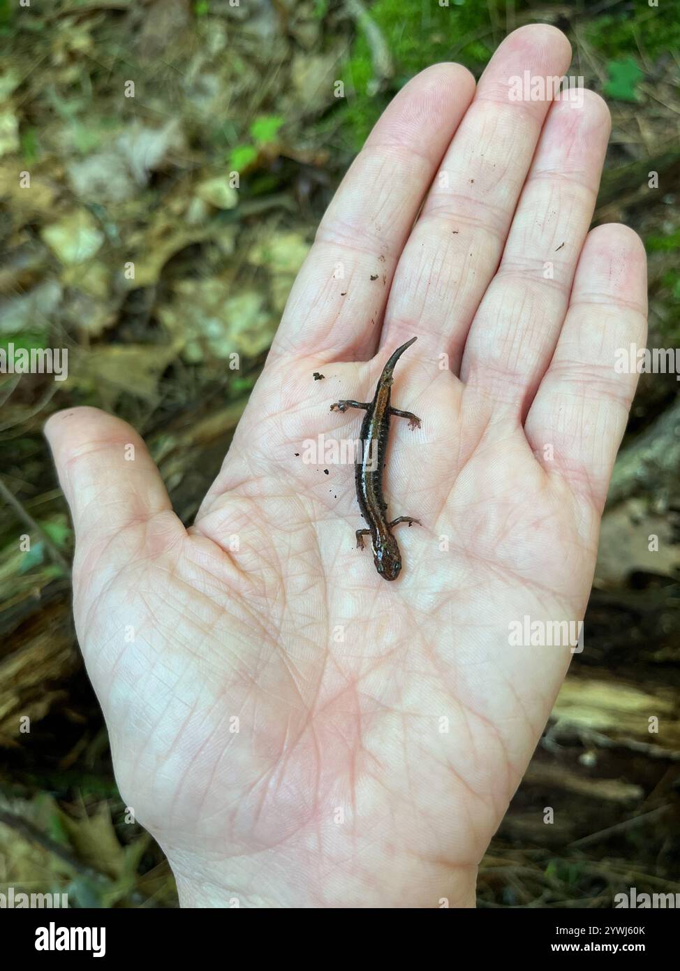 Eastern Red-backed Salamander (Plethodon cinereus Stock Photo - Alamy