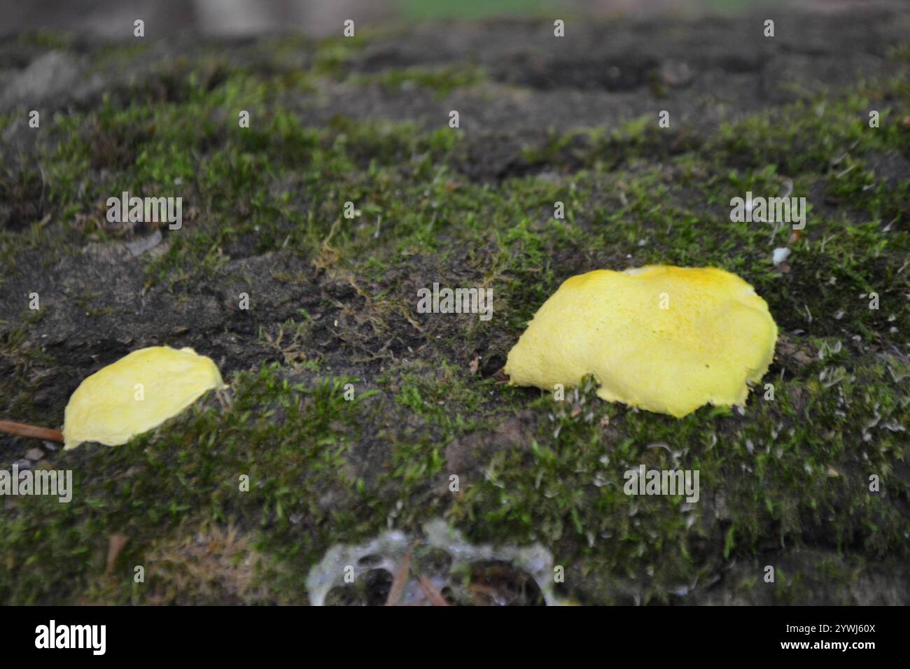 Dog Vomit Slime Mold (Fuligo septica Stock Photo - Alamy