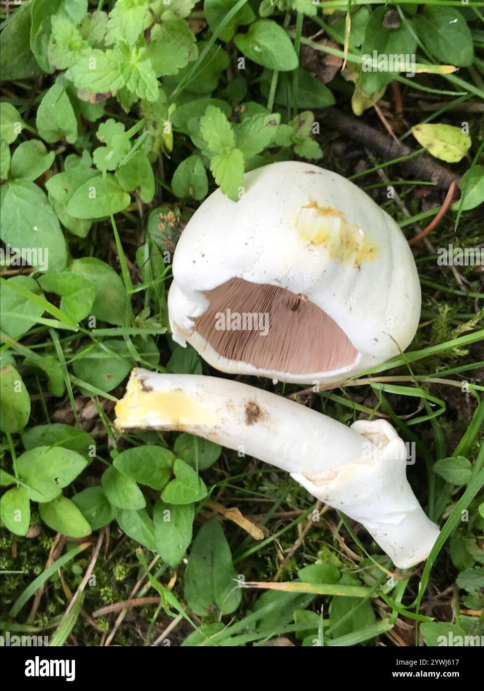 Yellow Stainer (Agaricus xanthodermus Stock Photo - Alamy
