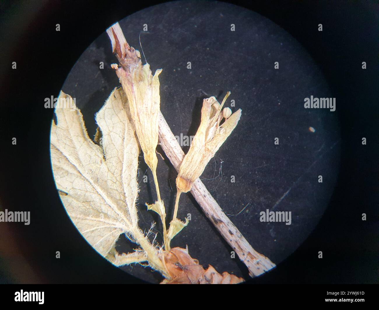 Smooth Gooseberry (Ribes hirtellum Stock Photo - Alamy