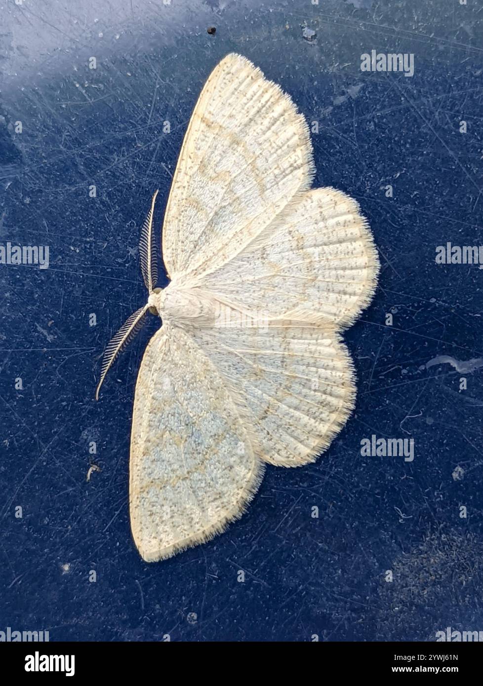 Northern Wave Moth (Cabera exanthemata Stock Photo - Alamy