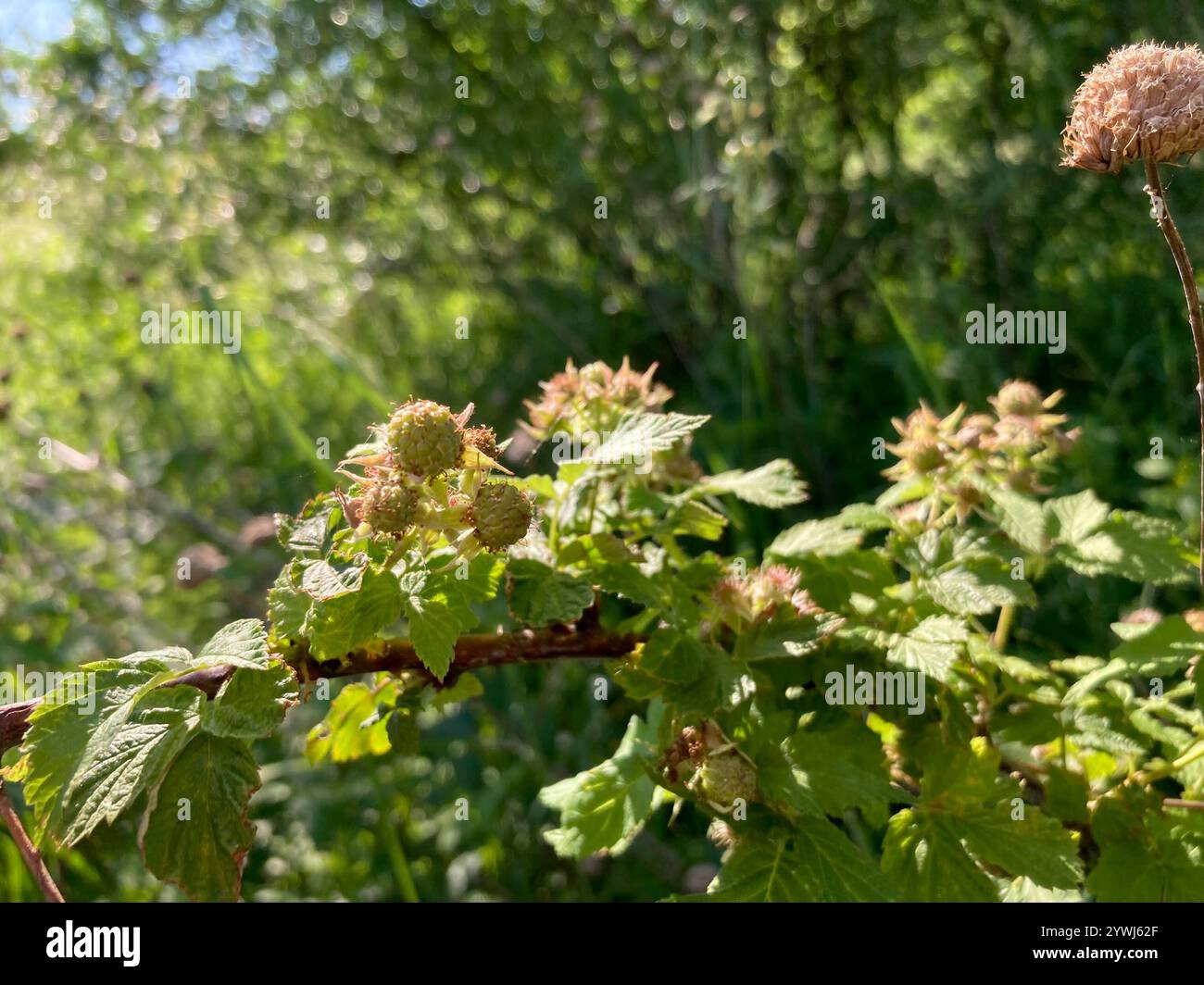 black raspberry (Rubus occidentalis Stock Photo - Alamy