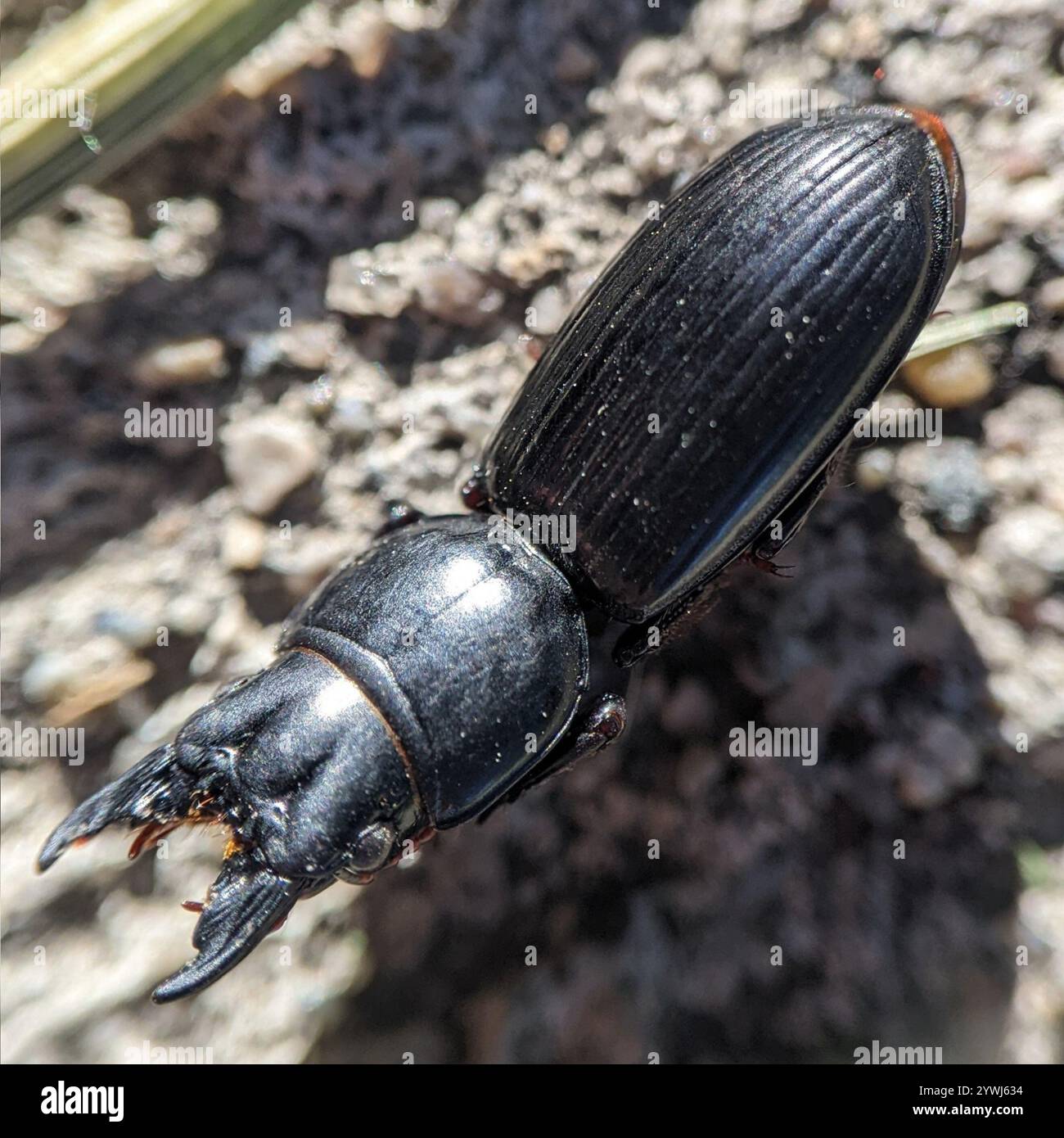 Big-headed Ground Beetle (Scarites subterraneus Stock Photo - Alamy