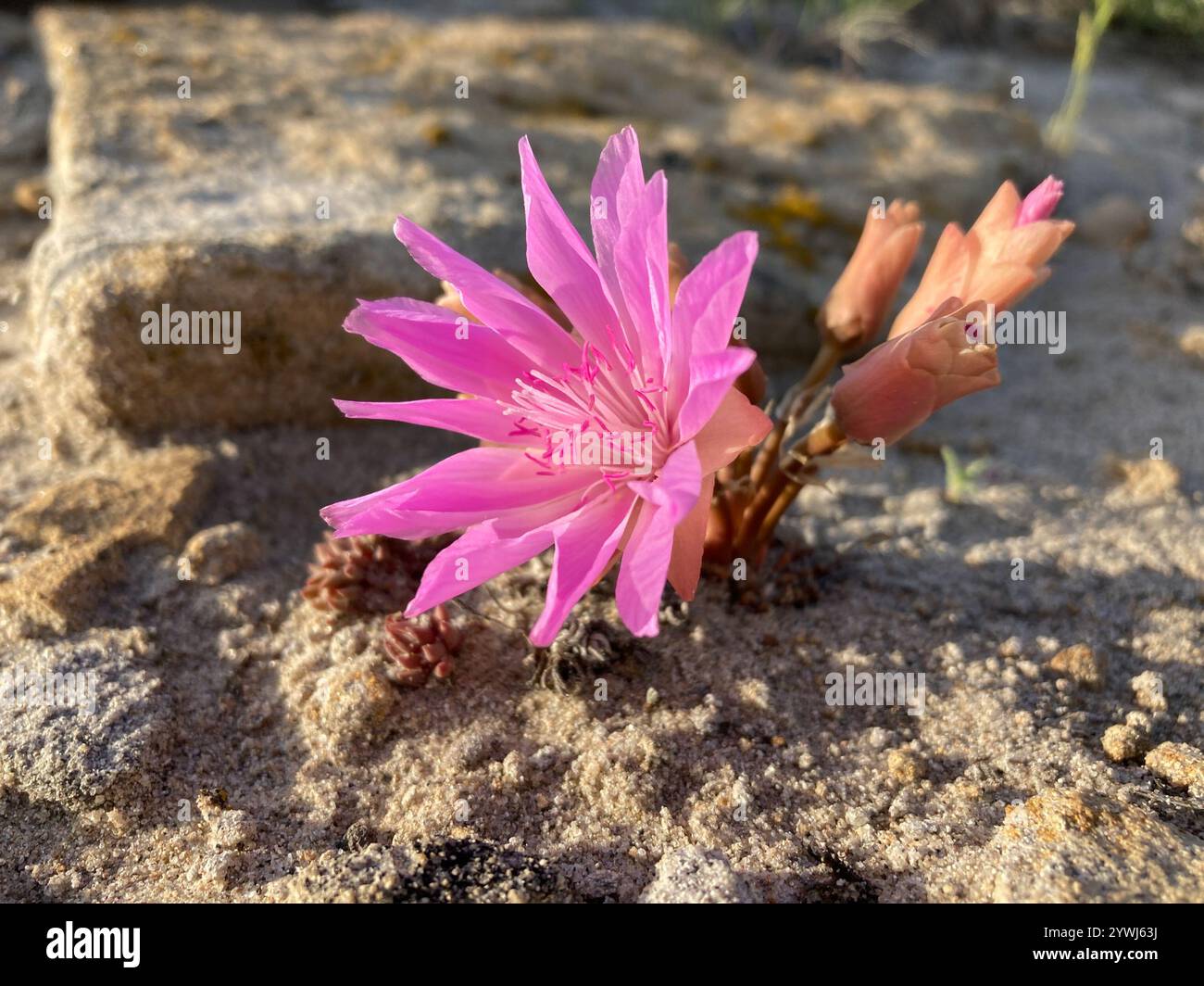 Bitterroot (Lewisia rediviva Stock Photo - Alamy