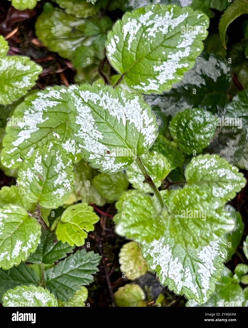 Variegated Yellow Archangel (Lamium galeobdolon argentatum Stock Photo ...