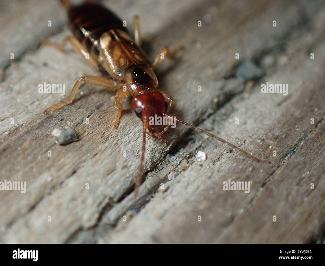European Earwig Complex (Forficula auricularia Stock Photo - Alamy