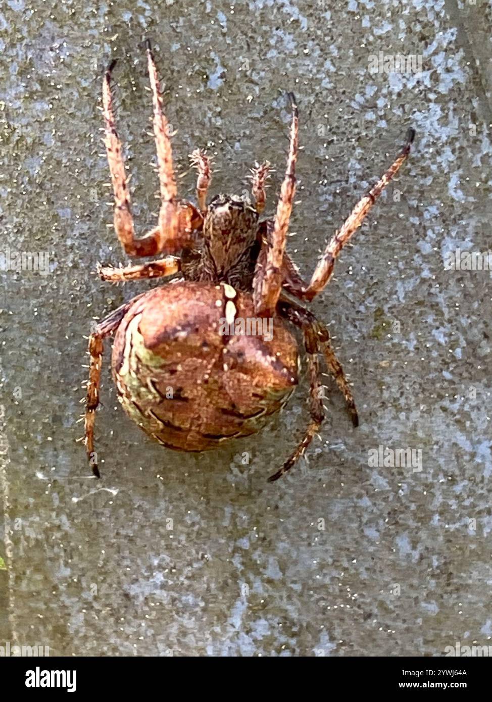 Humped orbweb spider (Gibbaranea gibbosa Stock Photo - Alamy