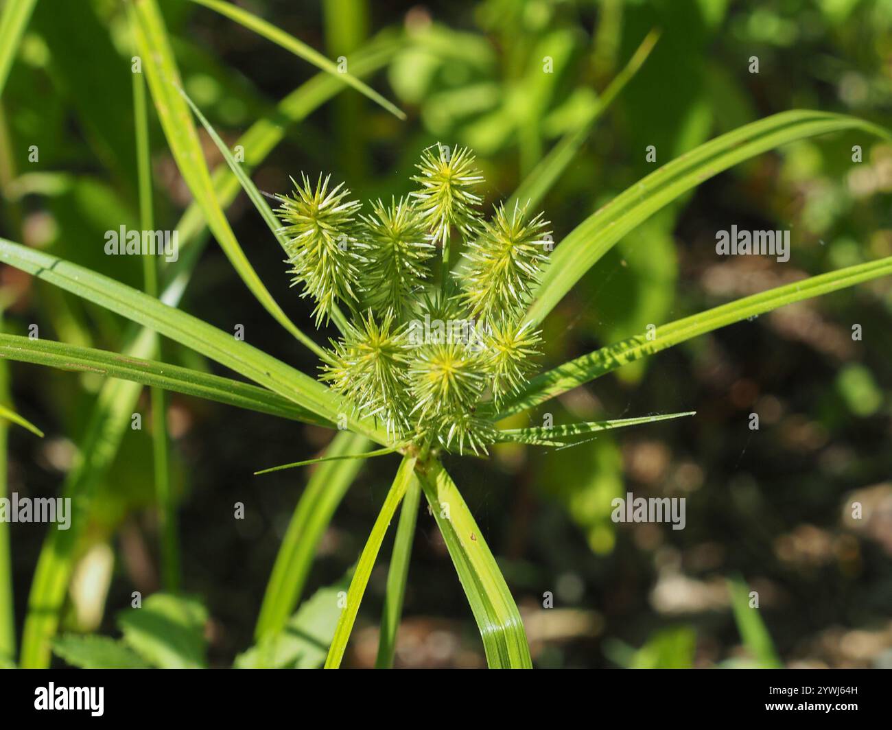 straw-colored flatsedge (Cyperus strigosus Stock Photo - Alamy