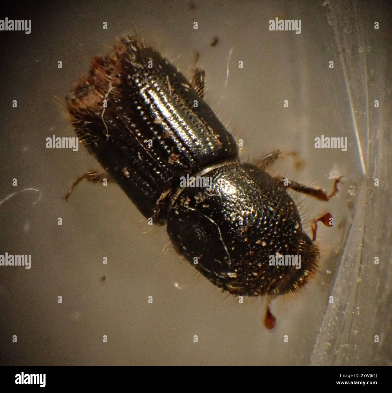 Engraver Beetles (Ips Stock Photo - Alamy