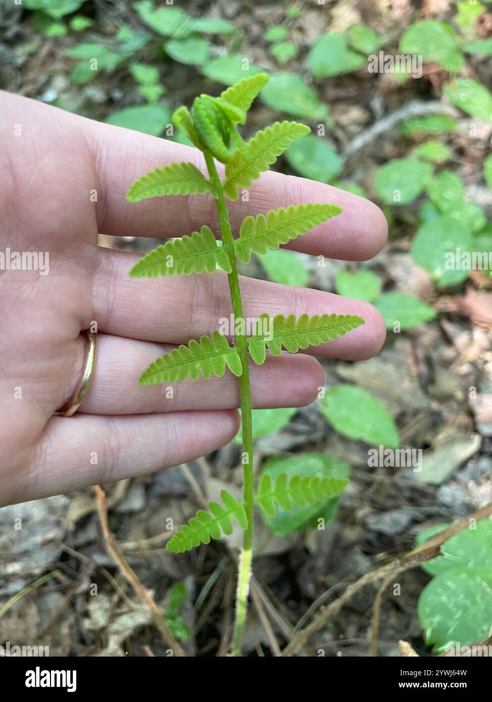 crested wood fern (Dryopteris cristata Stock Photo - Alamy