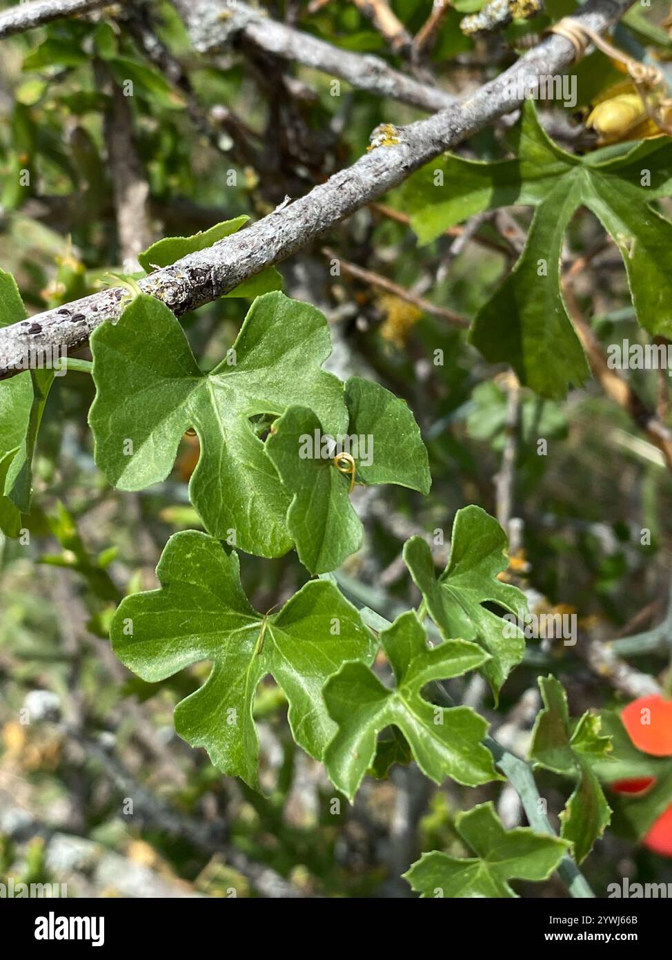 Ibervillea hi-res stock photography and images - Alamy