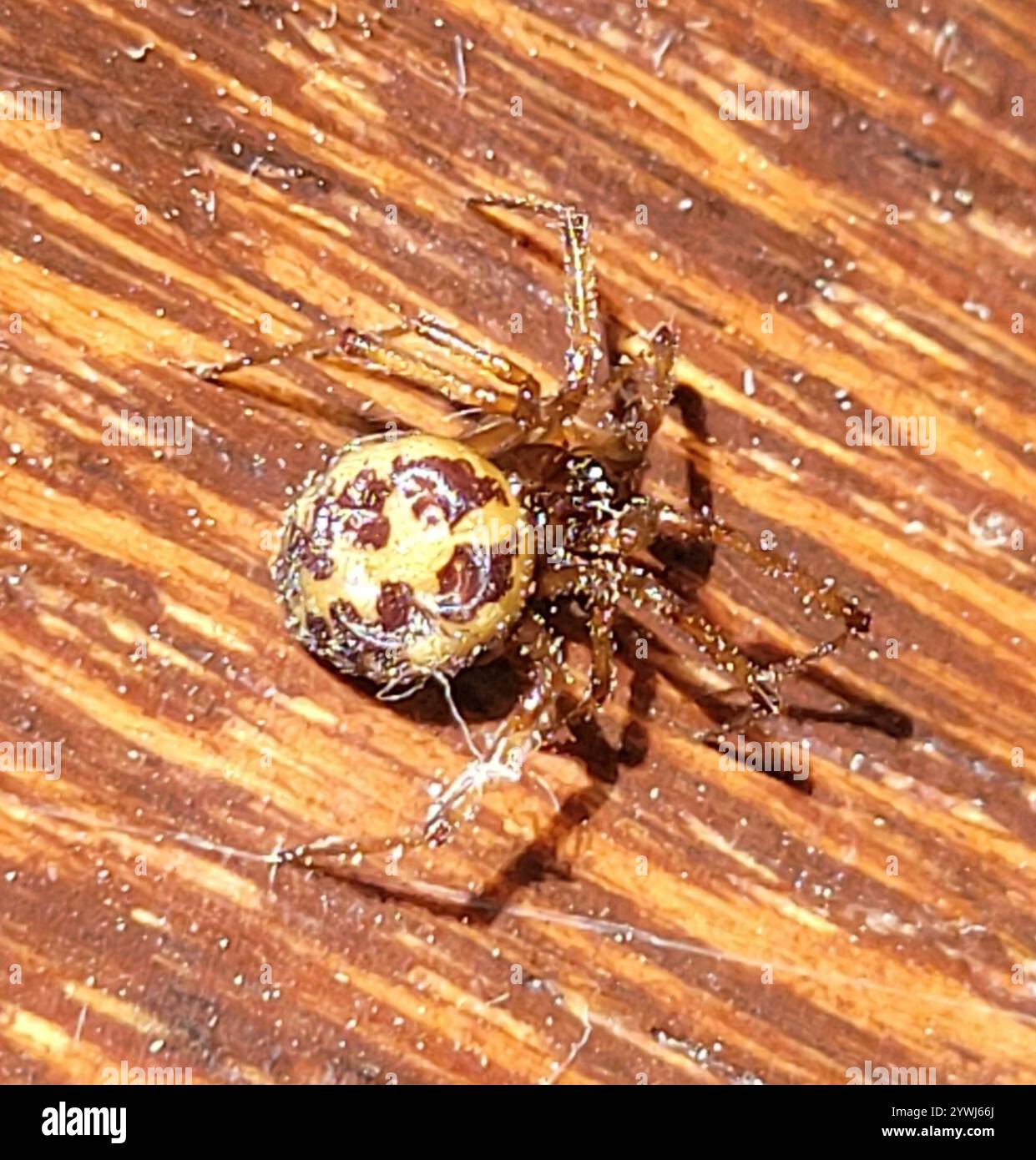 Triangulate Combfoot (Steatoda triangulosa Stock Photo - Alamy