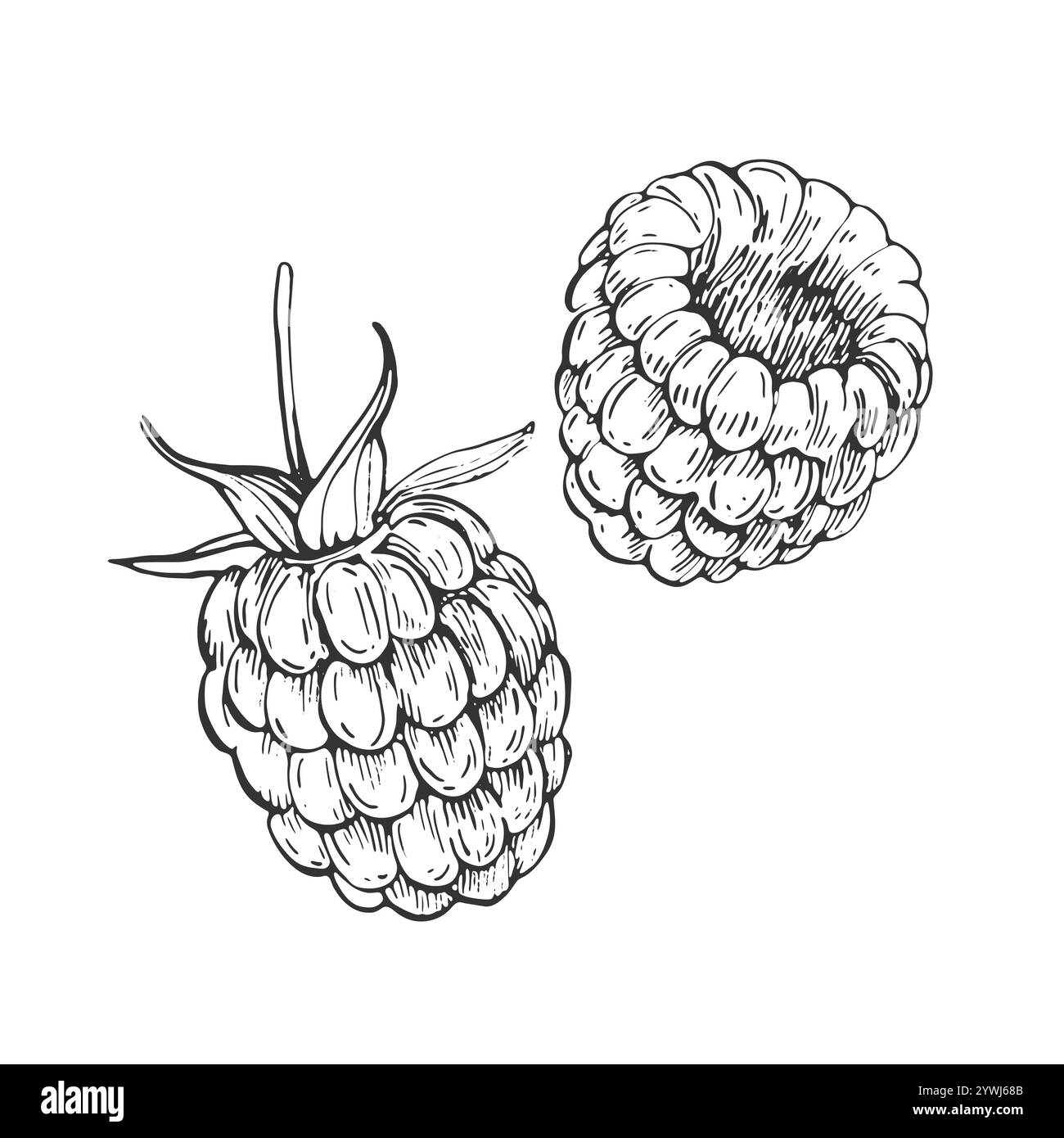 Raspberry vector black and white illustrations hand drawn with ink ...