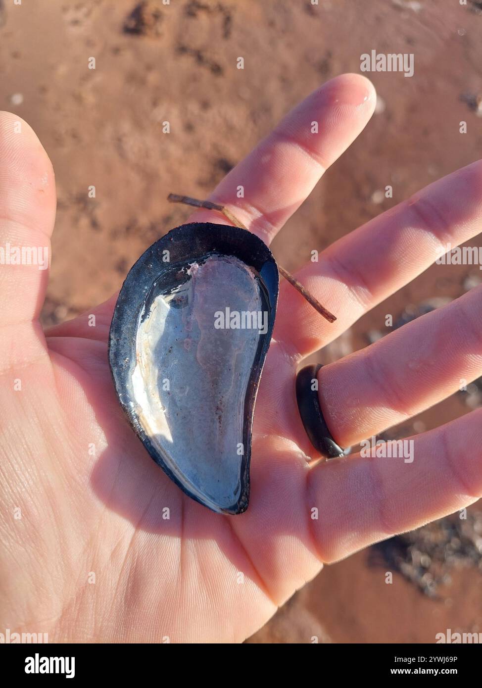 Blue Mussel (Mytilus edulis Stock Photo - Alamy