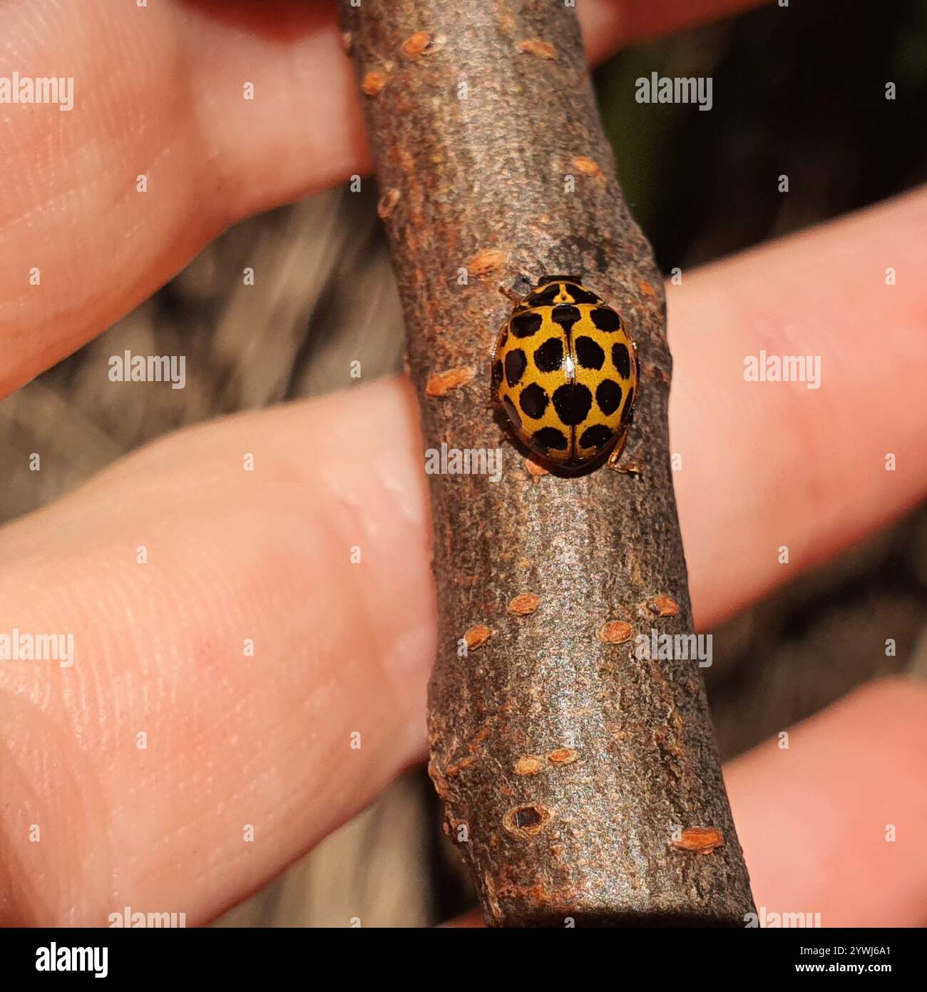 Large Spotted Ladybird (Harmonia conformis Stock Photo - Alamy