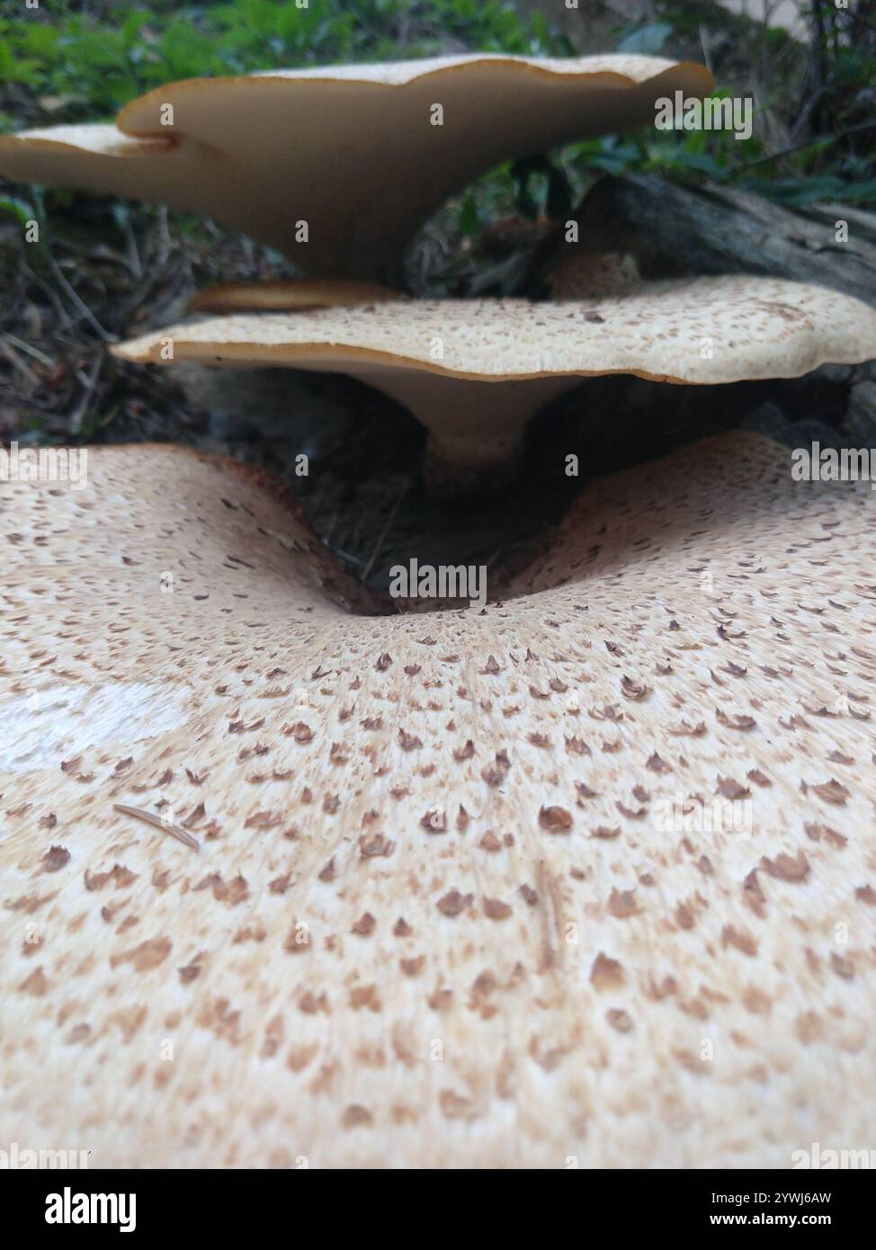 Polyporus tuberaster hi-res stock photography and images - Alamy