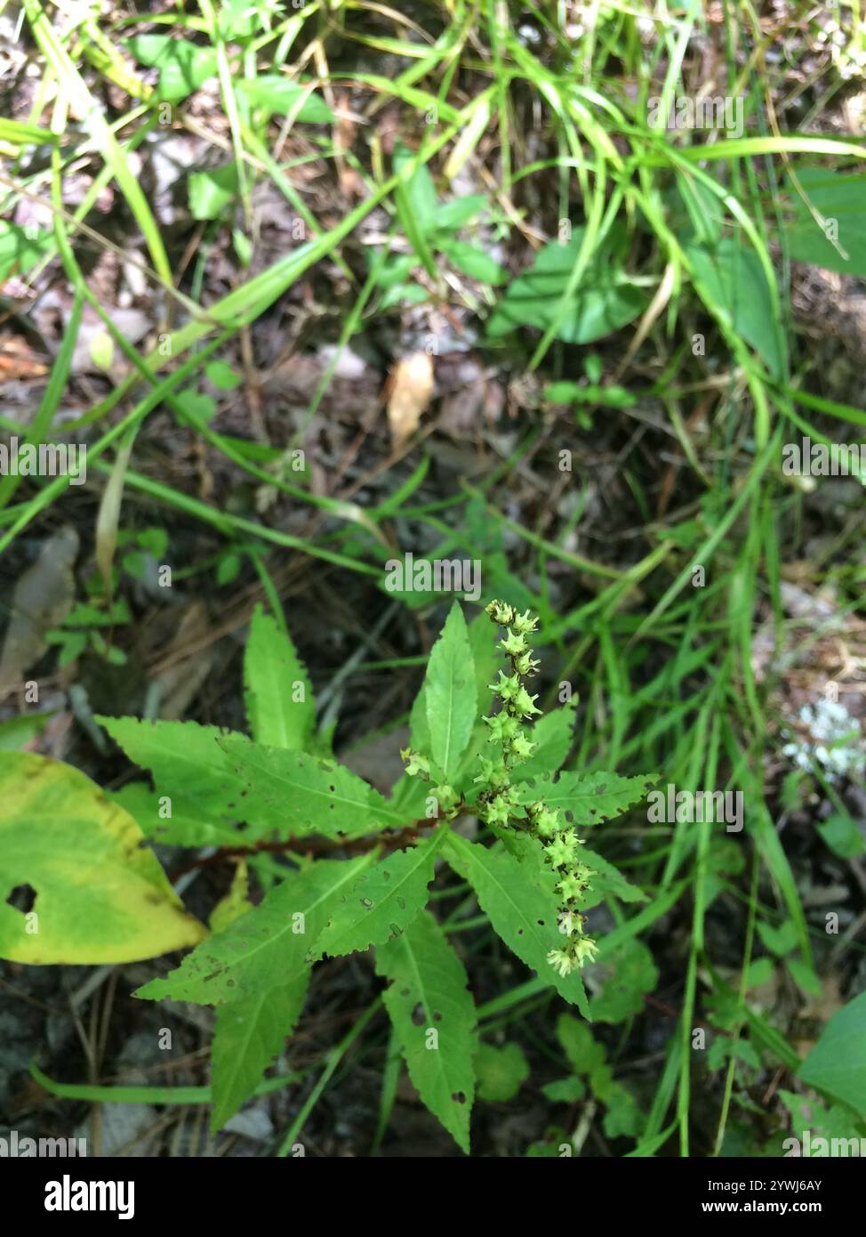Penthorum hi-res stock photography and images - Alamy