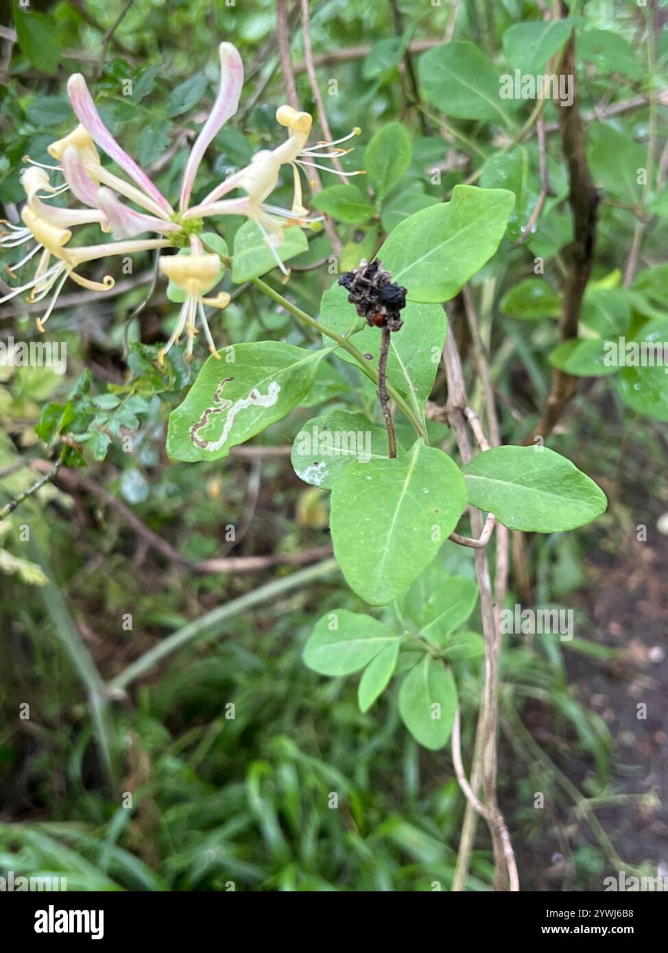 Common Honeysuckle (Lonicera periclymenum Stock Photo - Alamy