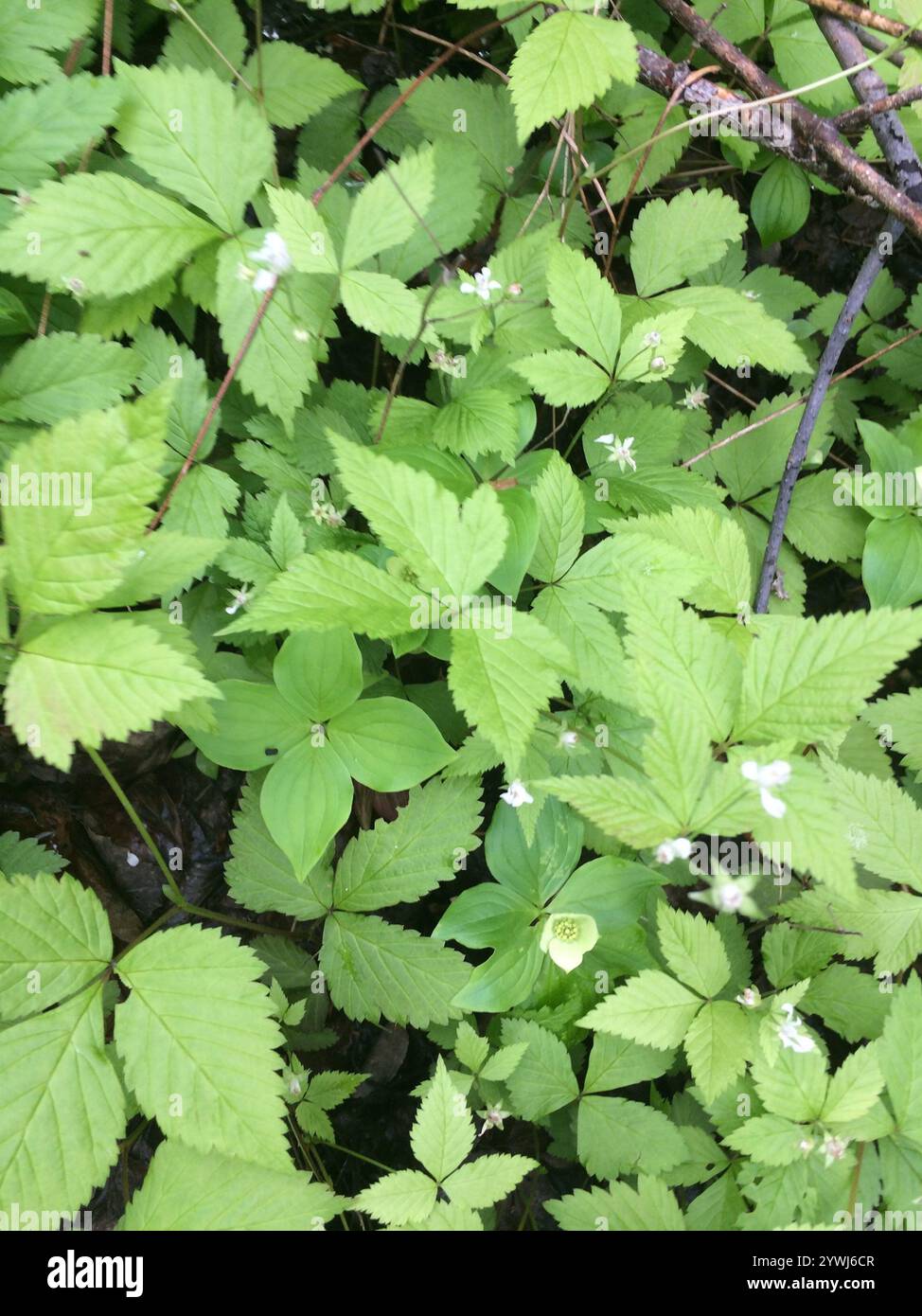 dwarf raspberry (Rubus pubescens Stock Photo - Alamy