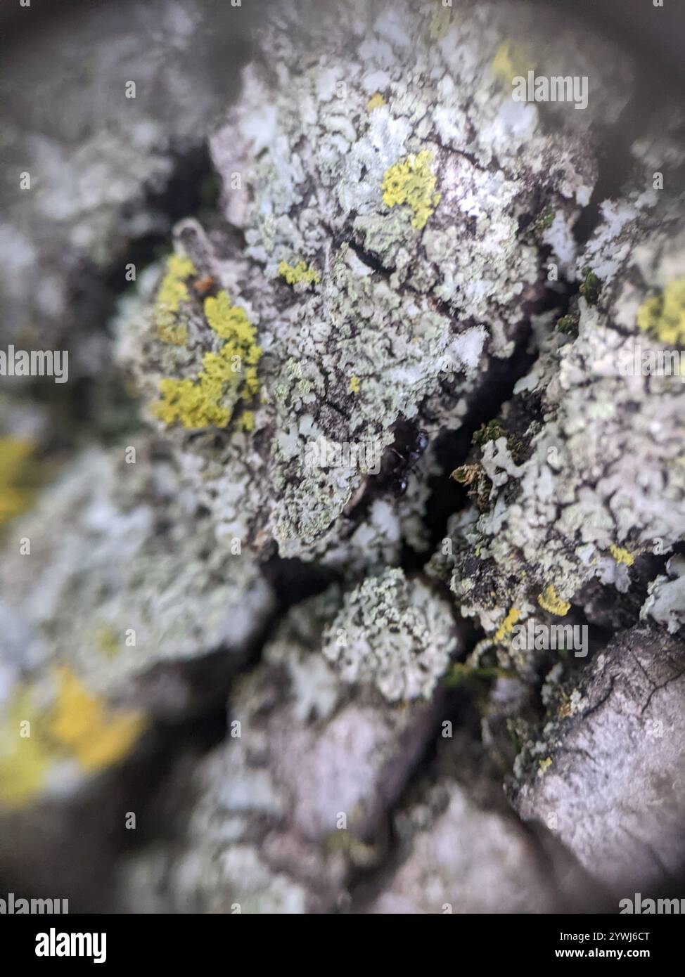 Acorn Ants and Allies (Temnothorax Stock Photo - Alamy