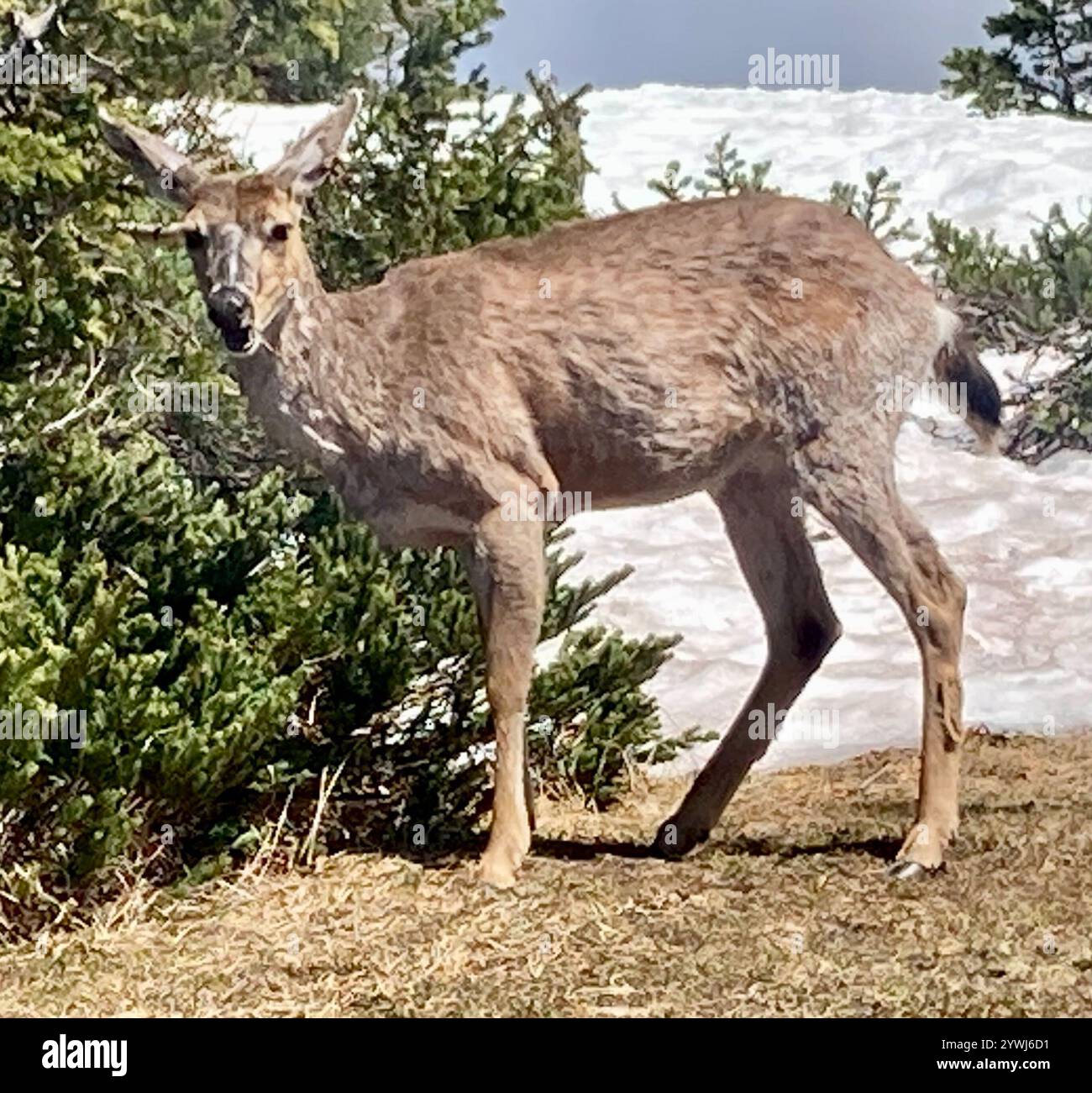 Columbian Black-tailed Deer (Odocoileus hemionus columbianus Stock ...