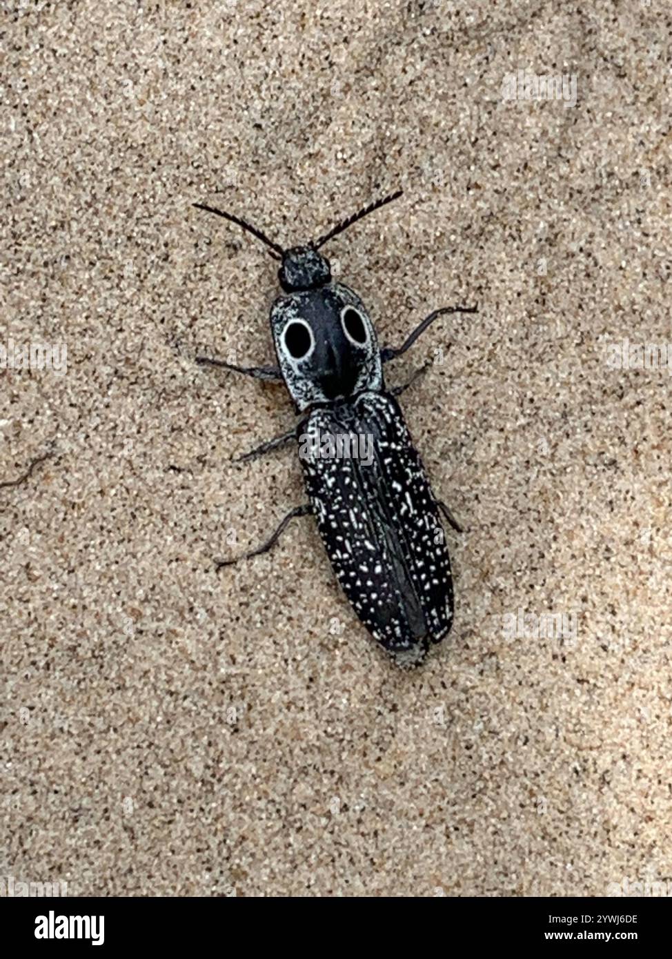 Eastern Eyed Click Beetle (Alaus oculatus Stock Photo - Alamy