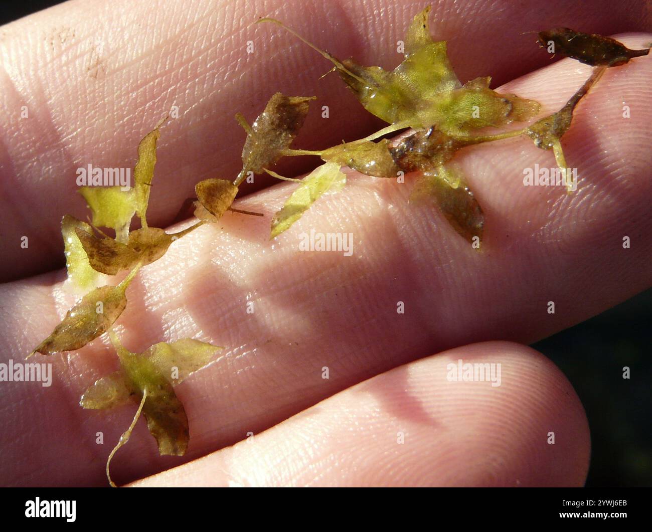 Ivy-leaved Duckweed (Lemna trisulca Stock Photo - Alamy