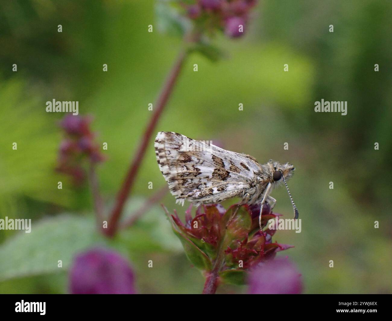 Two-banded Checkered-Skipper (Pyrgus ruralis Stock Photo - Alamy