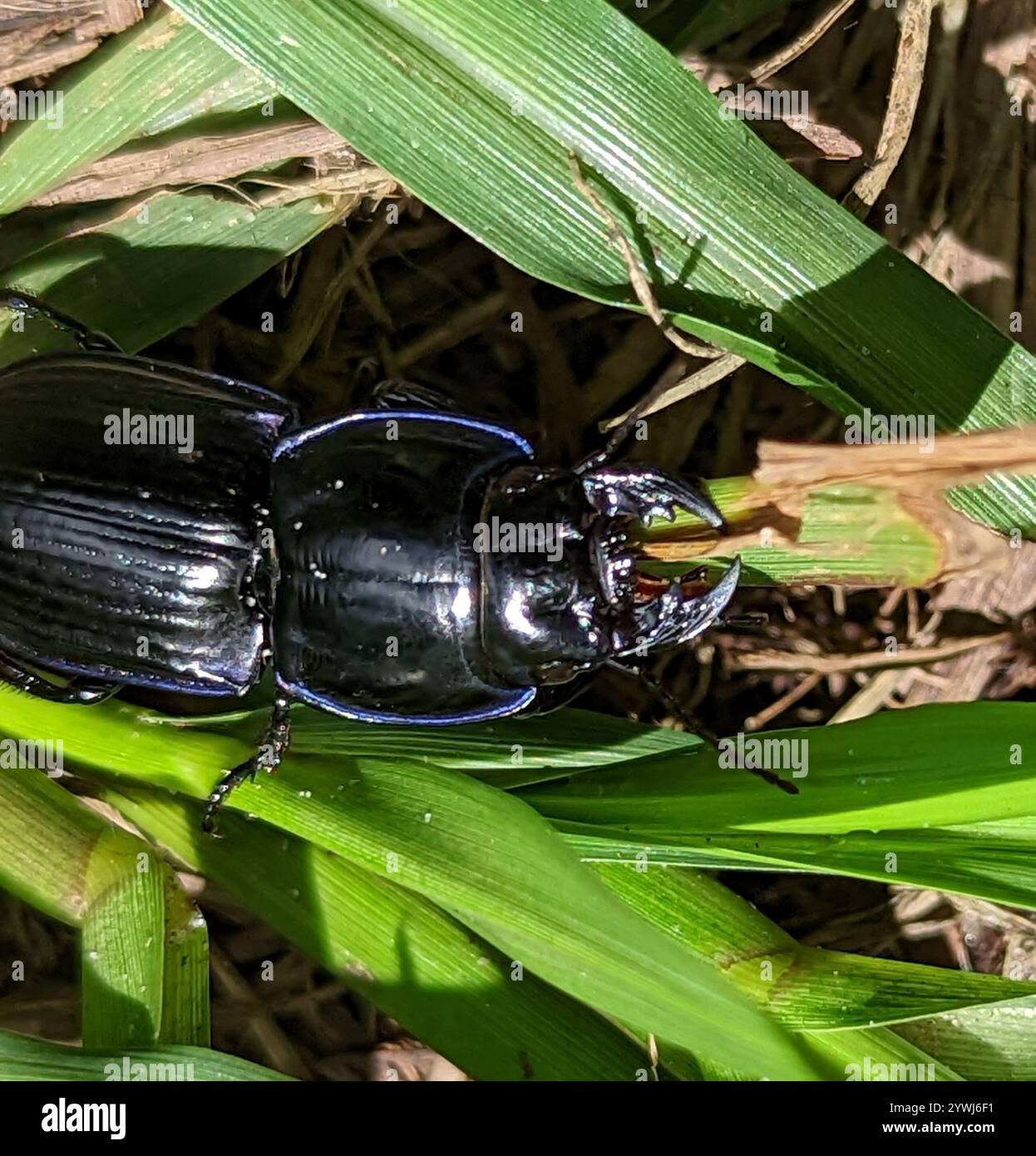 Warrior Beetles (Pasimachus Stock Photo - Alamy