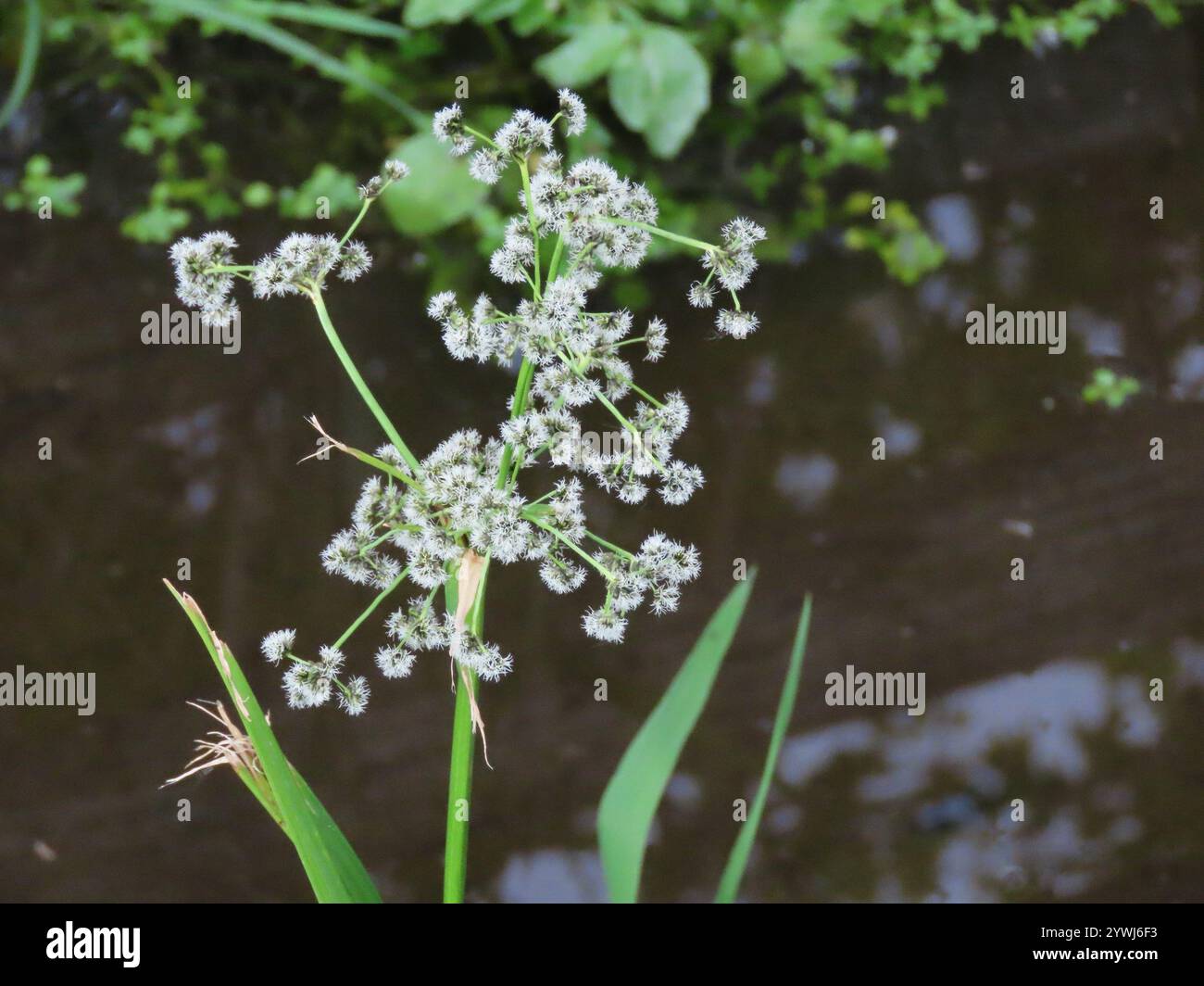 Panicled Bulrush (Scirpus microcarpus Stock Photo - Alamy